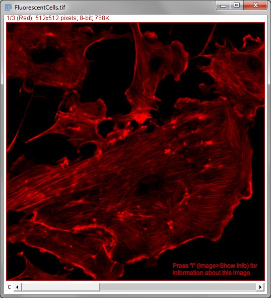 Channels & colors · Analyzing fluorescence microscopy images with ImageJ